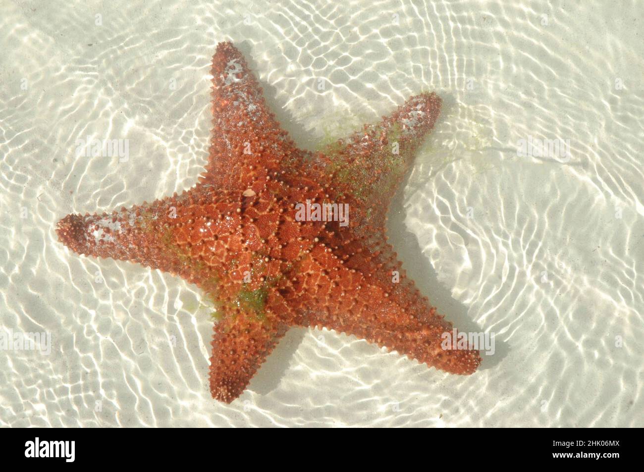 orange starfish in shallow water in the caribbean sea Stock Photo - Alamy