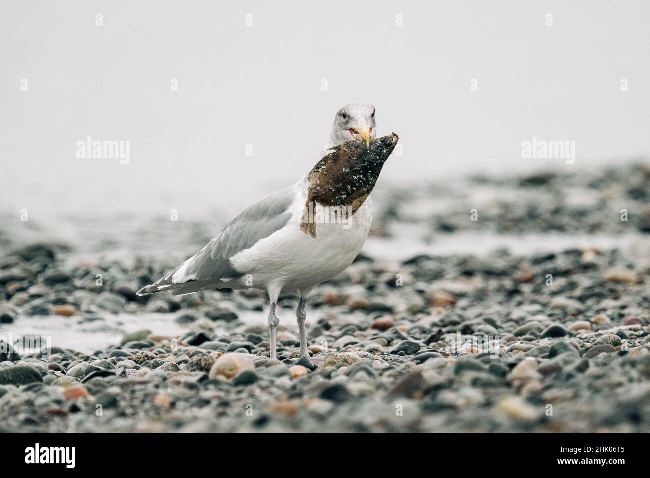 Straight on view of a sea gull holding a fish in its mouth Stock Photo ...