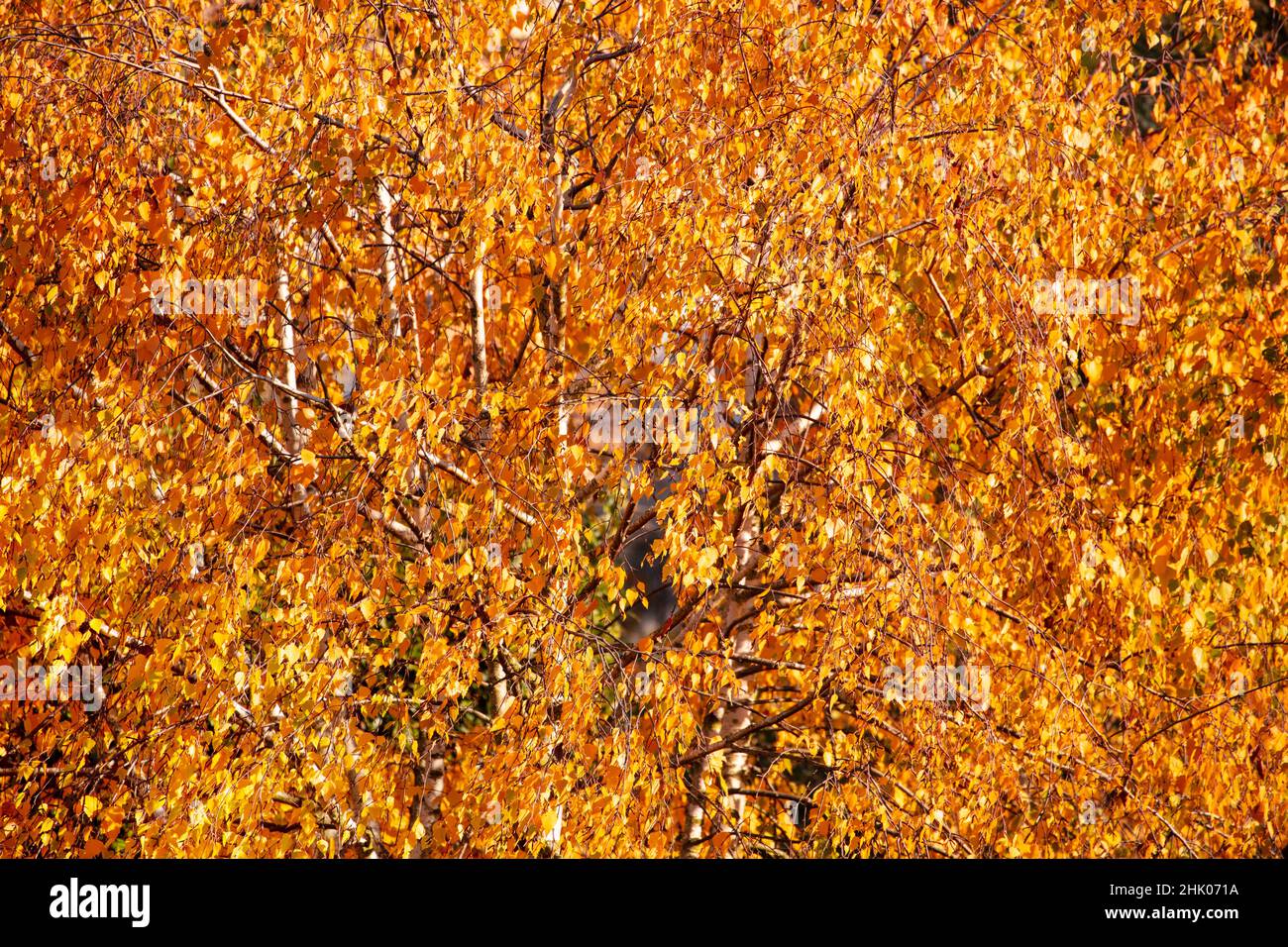 Autumn yellow orange birch tree leaves background Stock Photo - Alamy