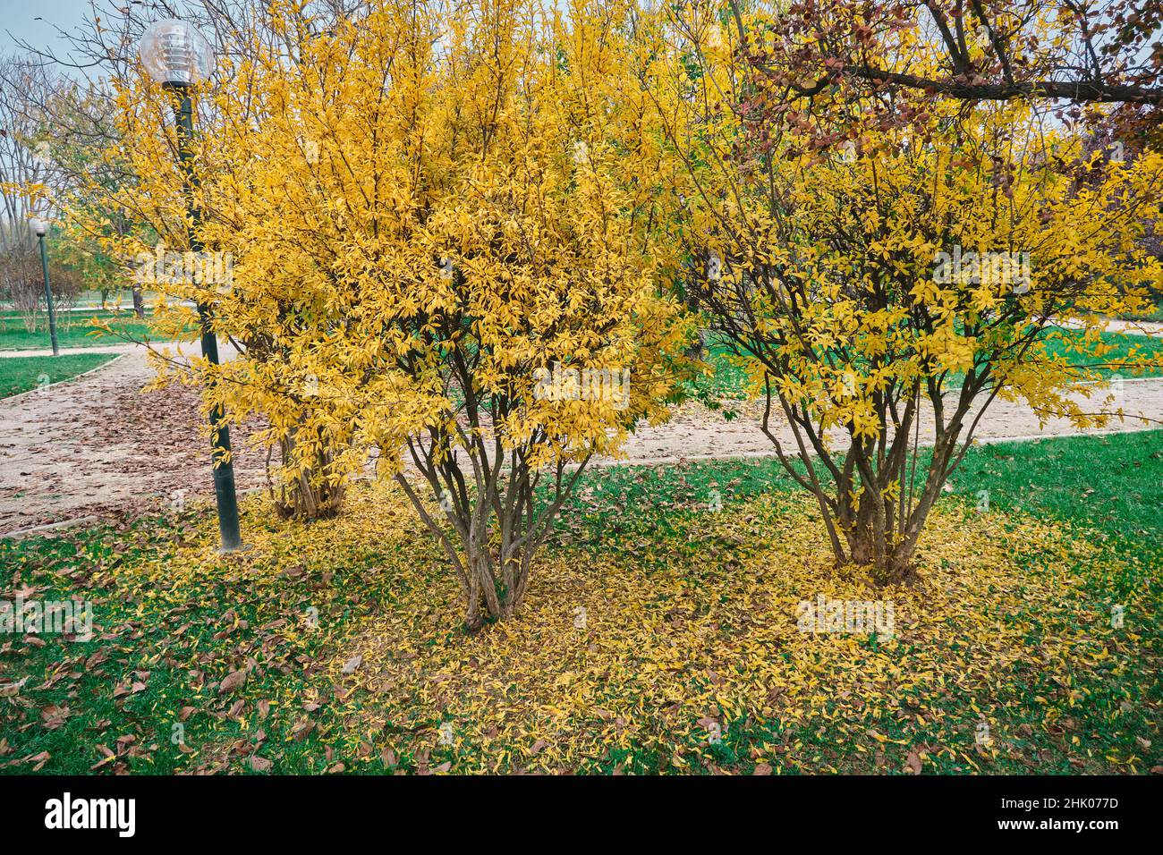 Dried leaf, two trees and yellow dried leaves on ground and at tree in ...