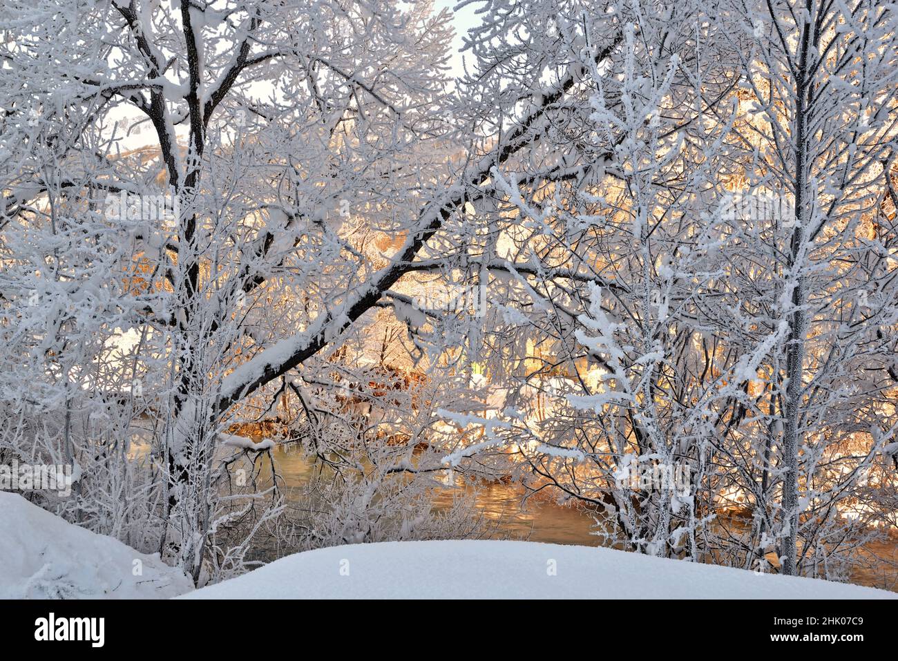 white tree branch covered with frost in front of a river illuminated by ...