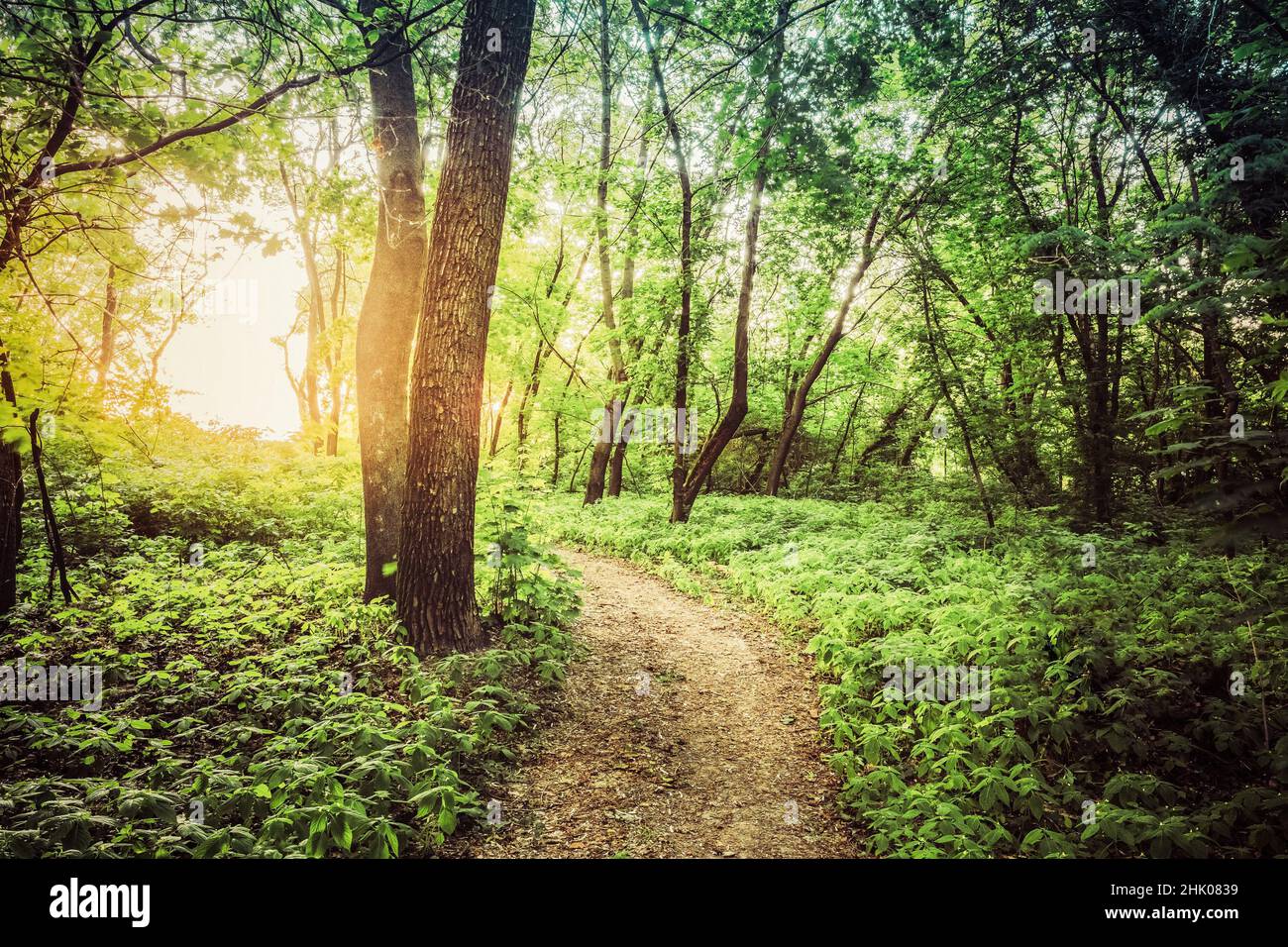 Greenwood rising hi-res stock photography and images - Alamy