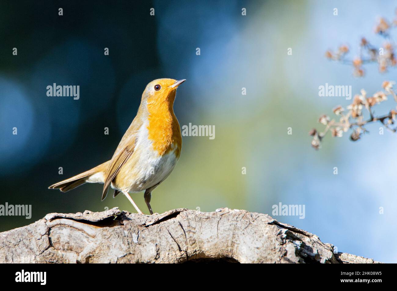 Wild british garden hi-res stock photography and images - Alamy