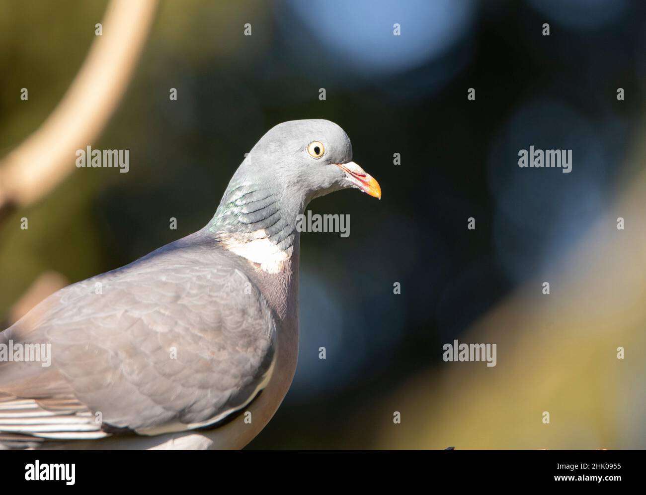 Wood Pigeon, perched in a UK Garden, Bedfordshire Stock Photo - Alamy