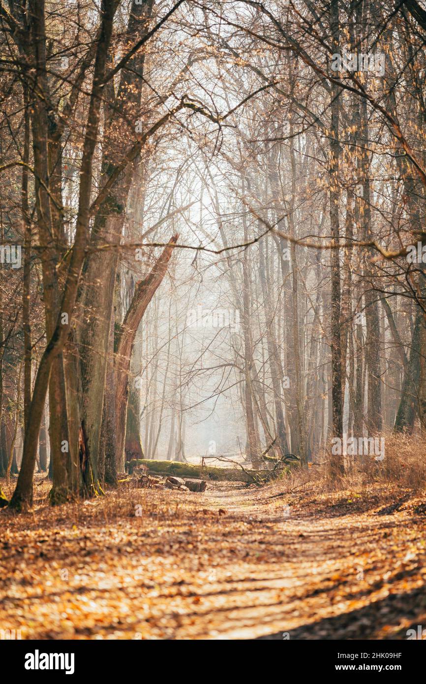 Oak trees country path hi-res stock photography and images - Alamy