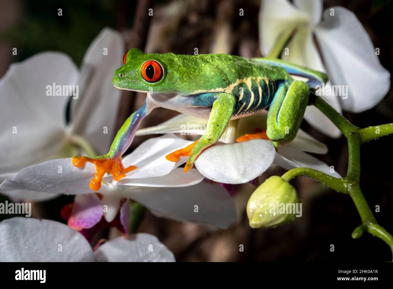Big eyed frog forest treefrog hi-res stock photography and images - Alamy