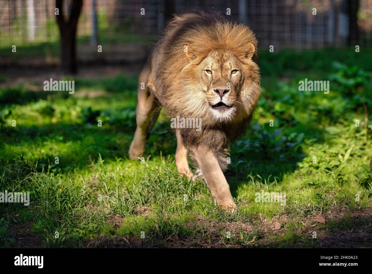 Threatened lion hi-res stock photography and images - Alamy