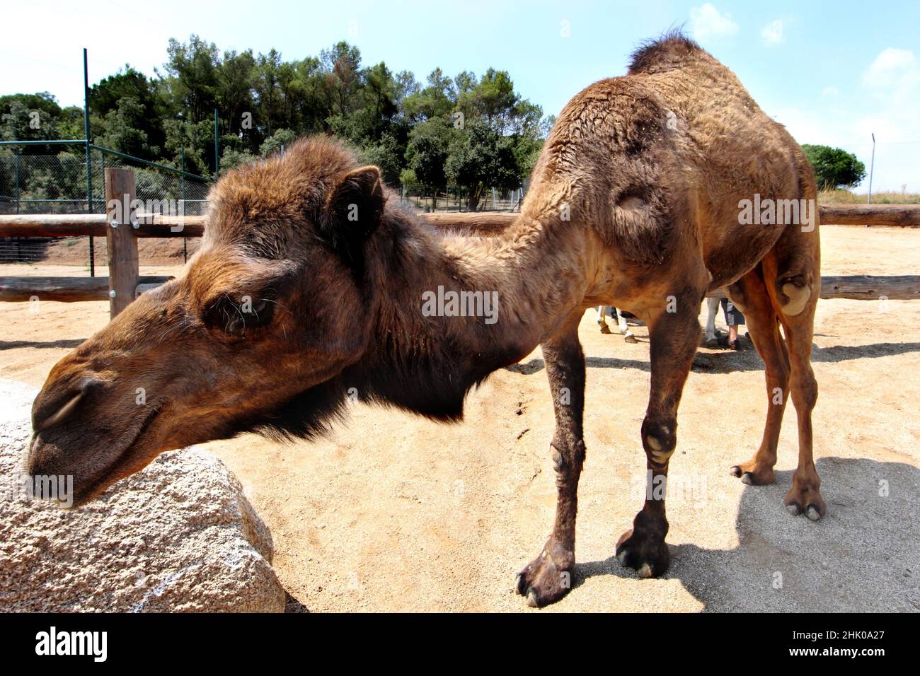 Camel looking hi-res stock photography and images - Alamy