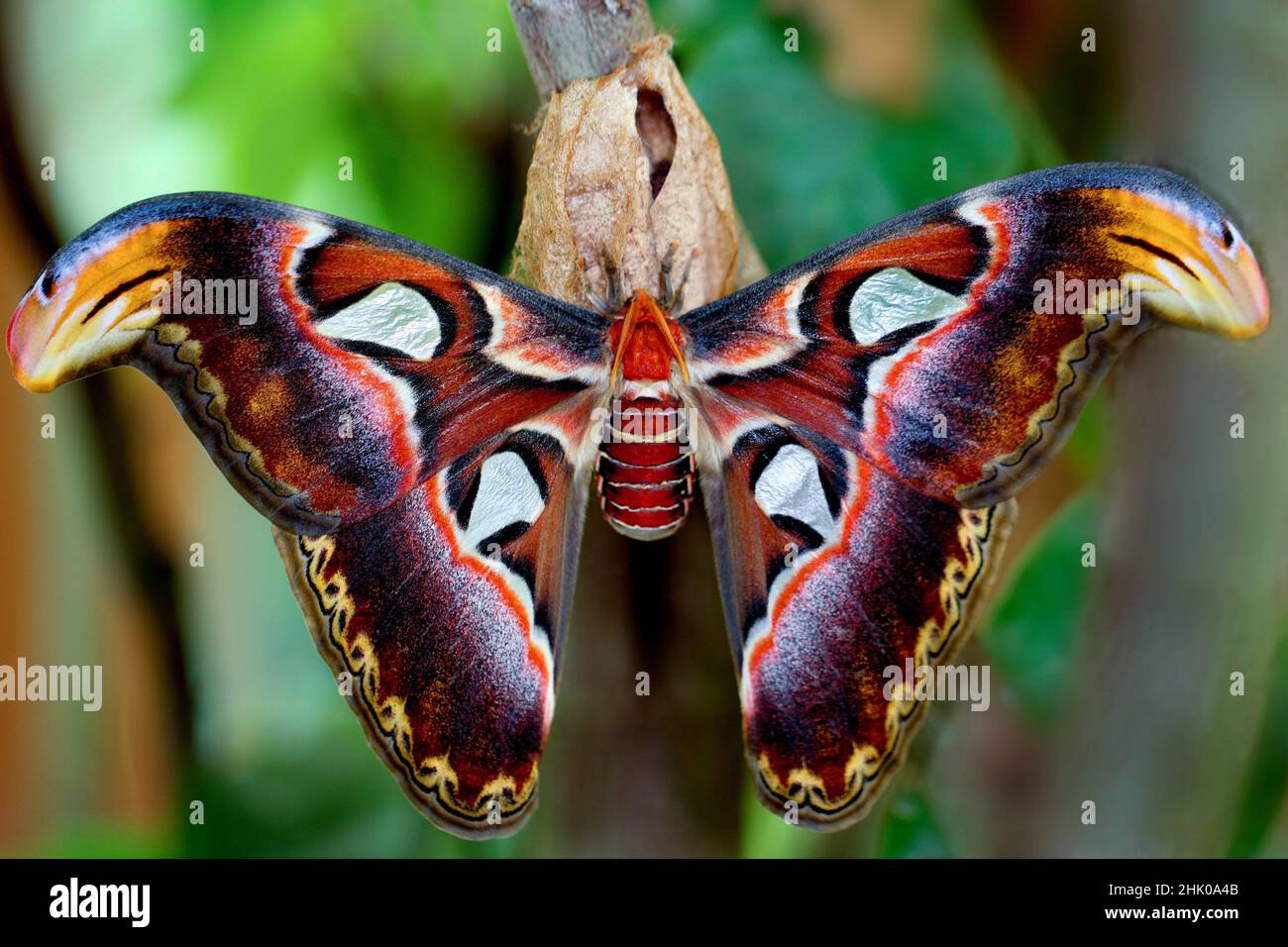 Atlas moth larva hi-res stock photography and images - Alamy