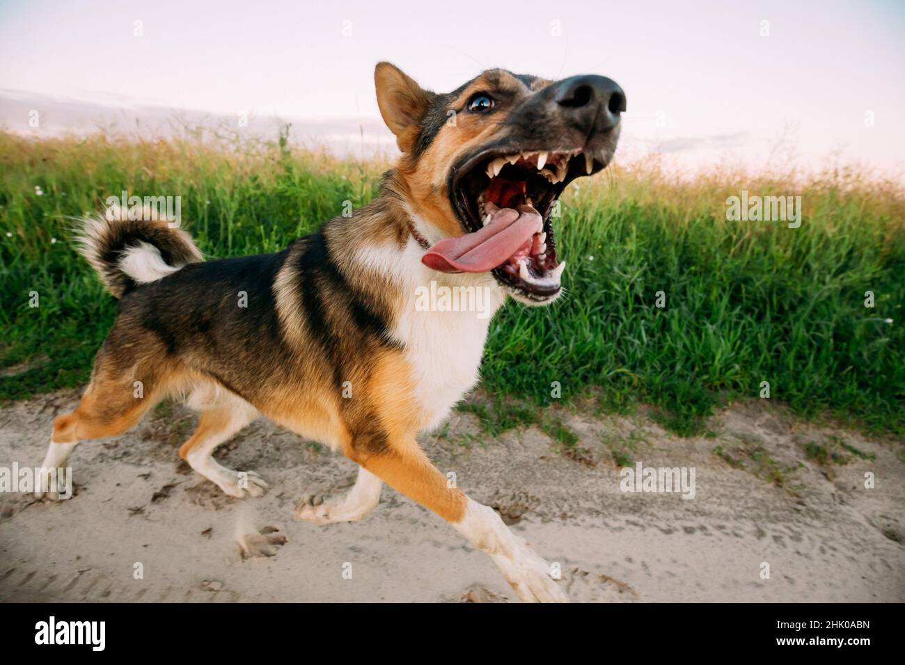 Aggressive dog barking hi-res stock photography and images - Alamy