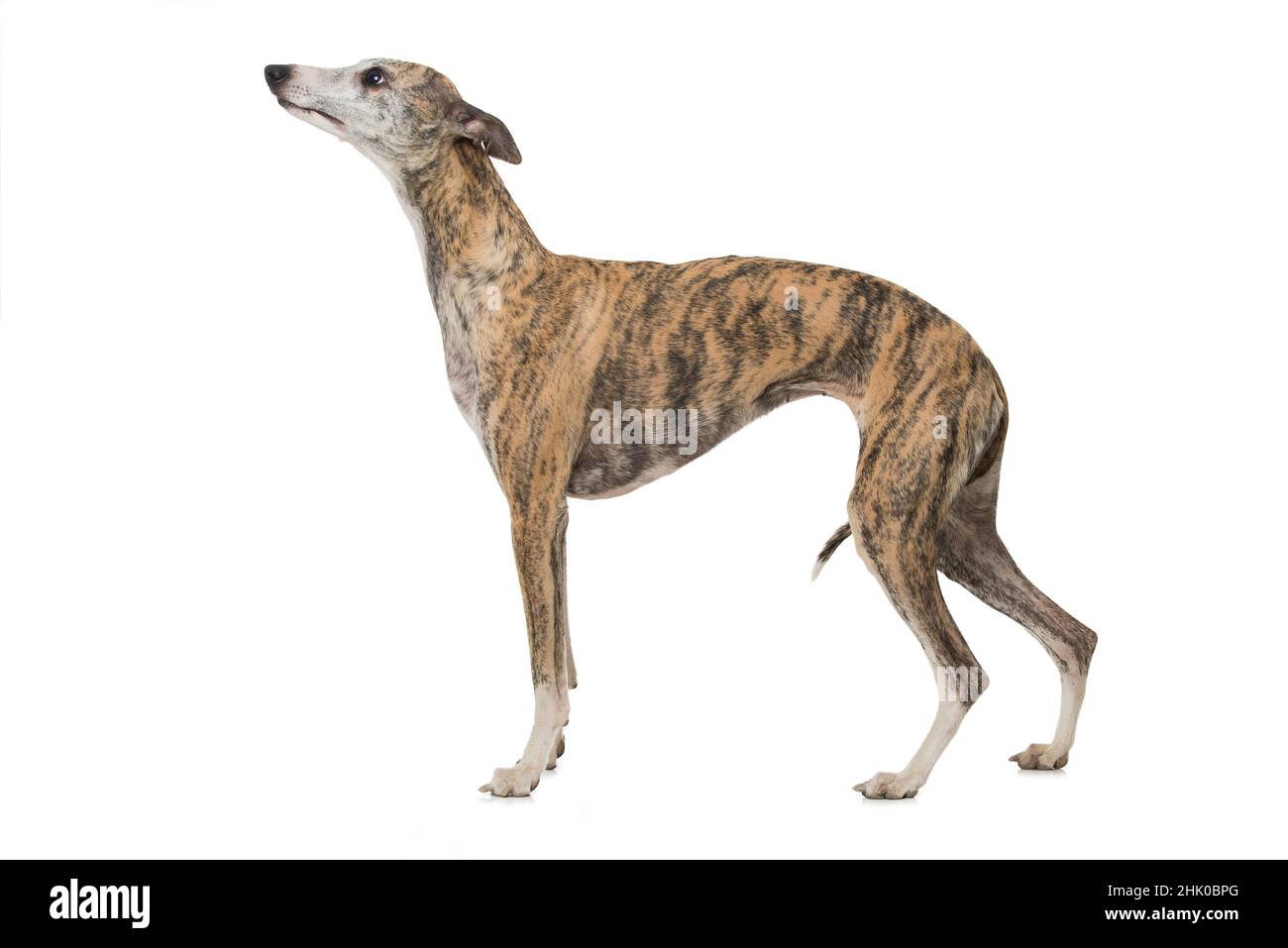 Whippets dog standing isolated on white background Stock Photo - Alamy
