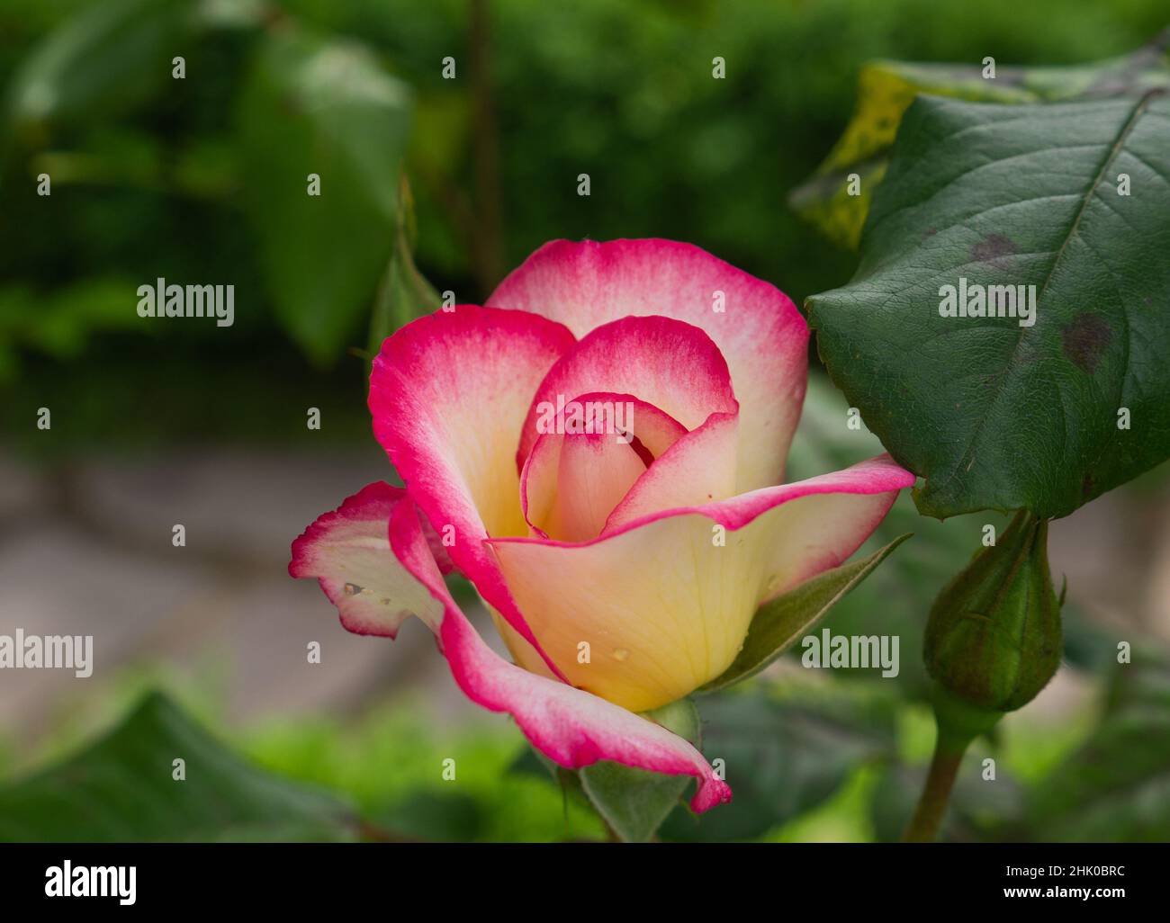 Single rose isolated with leaves on natural green background Stock ...