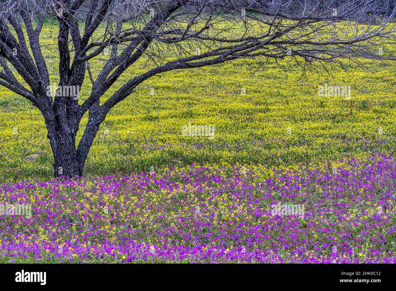 Wildflowers at a ranch in Texas Stock Photo - Alamy