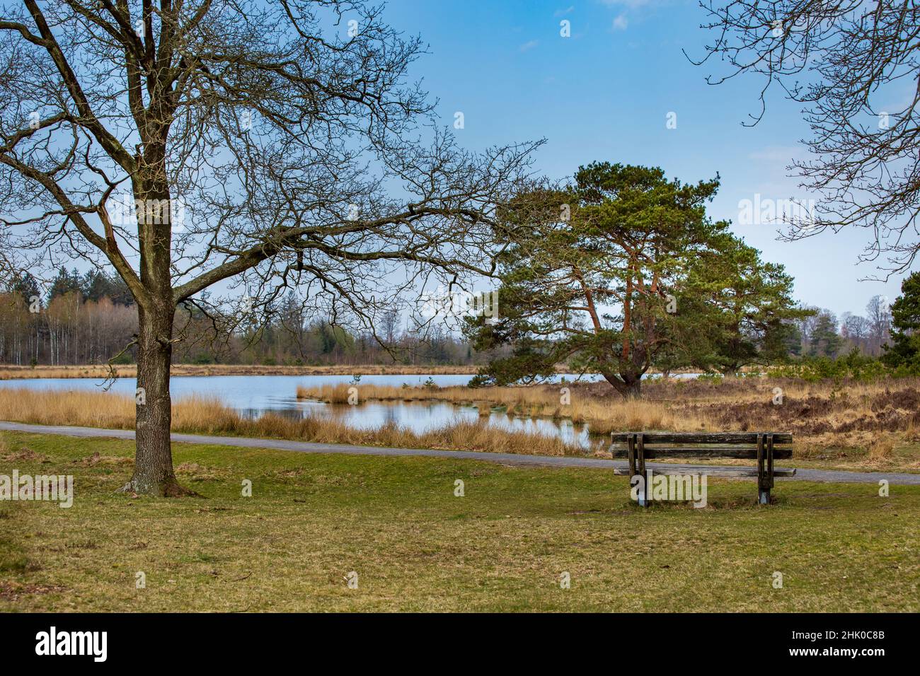 Landscape of Dutch nature park with trees, , pond, becnh and foot path ...