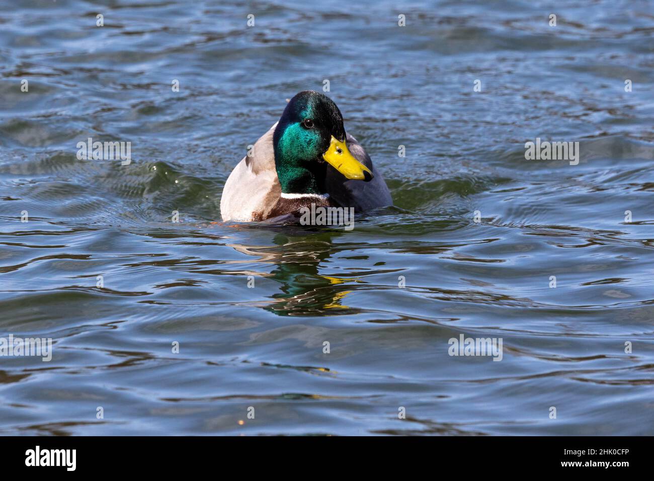 The mallard, Anas platyrhynchos is a dabbling duck. Here swimming in a ...