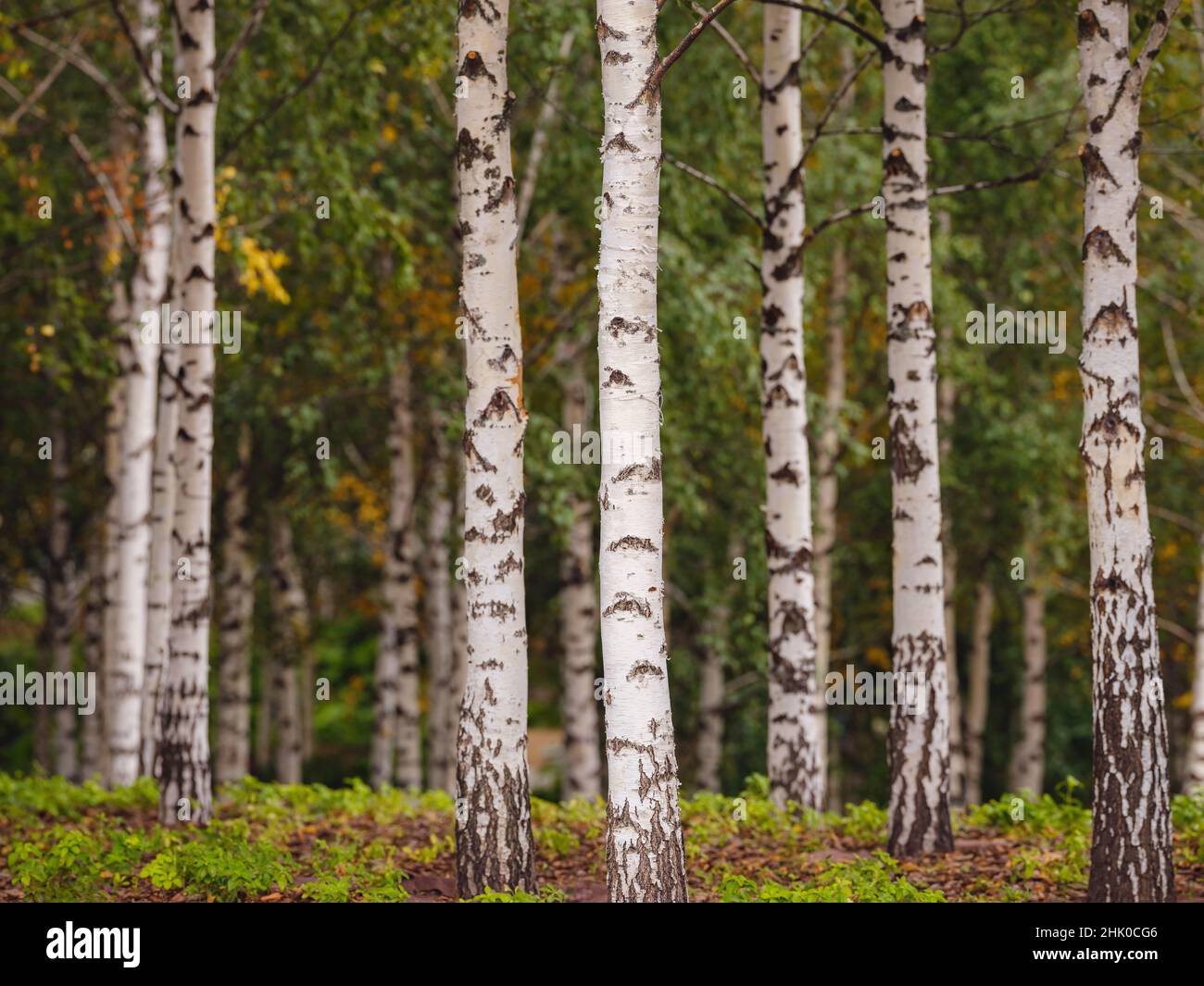 traditional forest of central Russia, summer cloudy day. central part ...