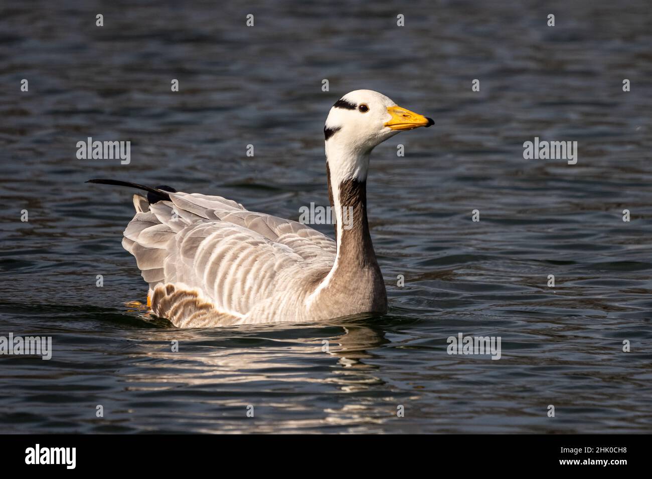 The bar-headed goose, Anser indicus is a goose that breeds in Central ...