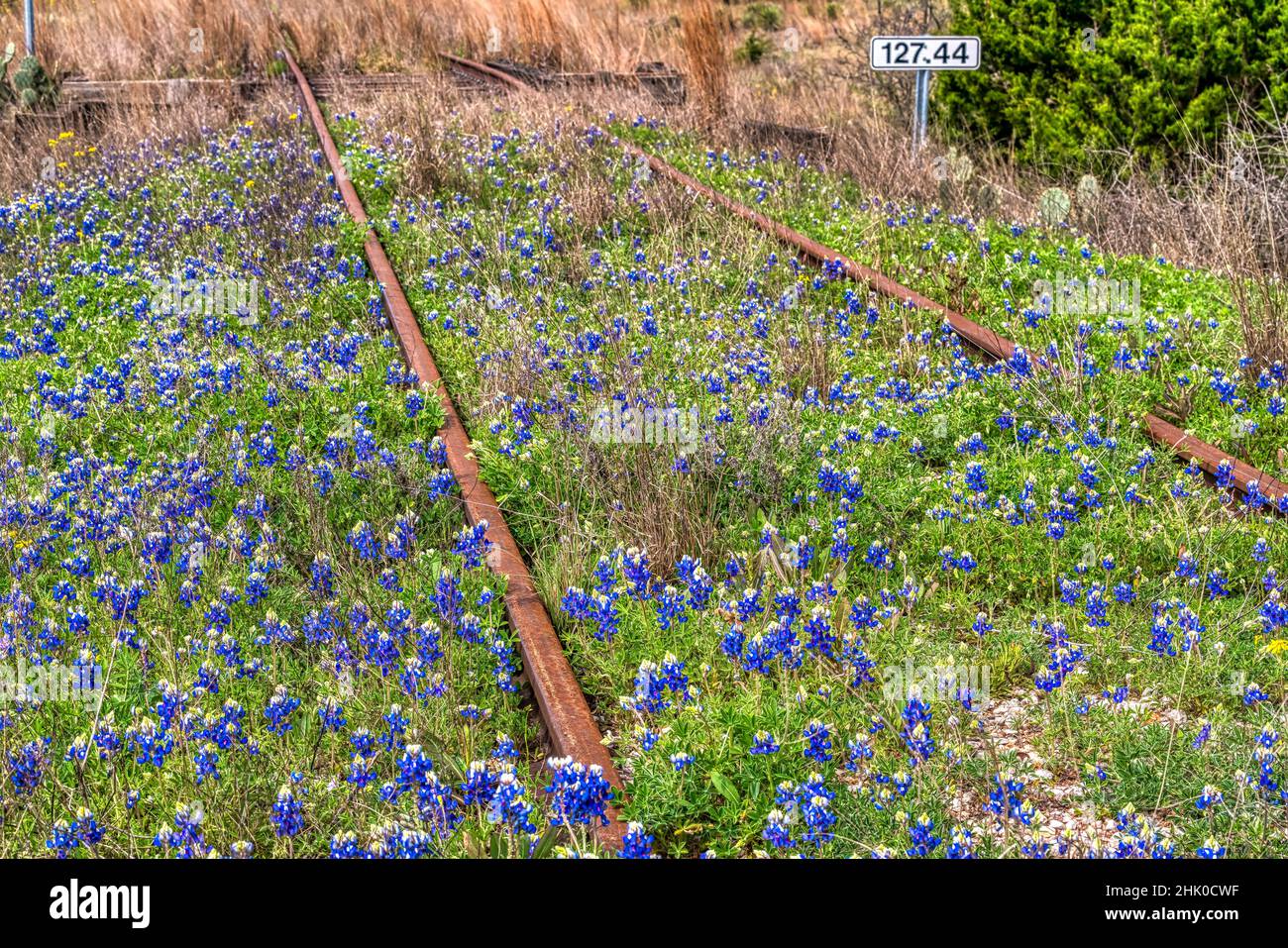 Wildflowers at a ranch in Texas. Bluebonnets Stock Photo - Alamy