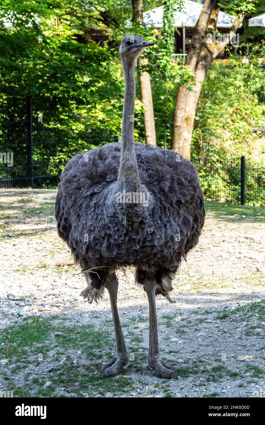 The common ostrich, Struthio camelus, or simply ostrich, is a species ...