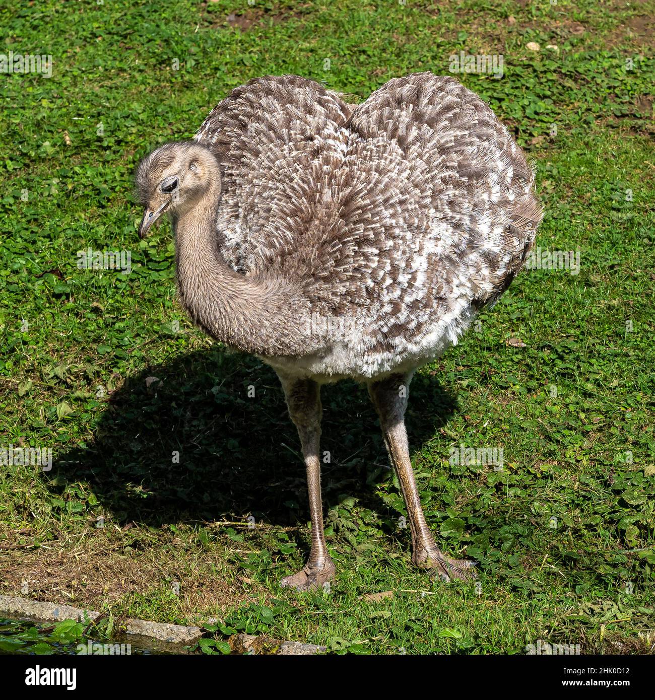 Darwin's rhea, Rhea pennata also known as the lesser rhea. It is a large flightless bird, but ...