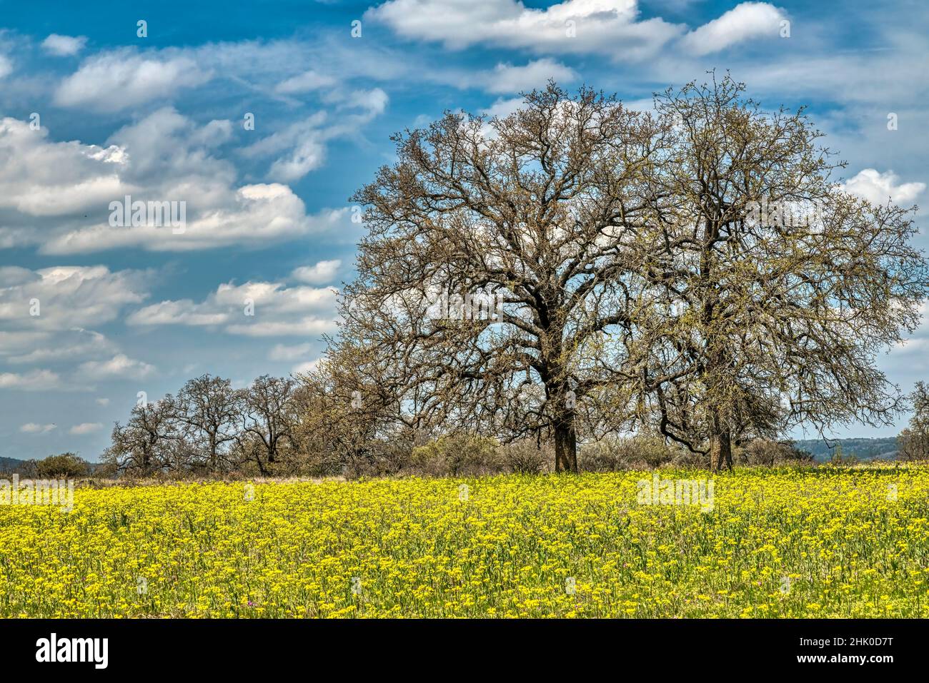Texas wildflowers railroad hi-res stock photography and images - Alamy