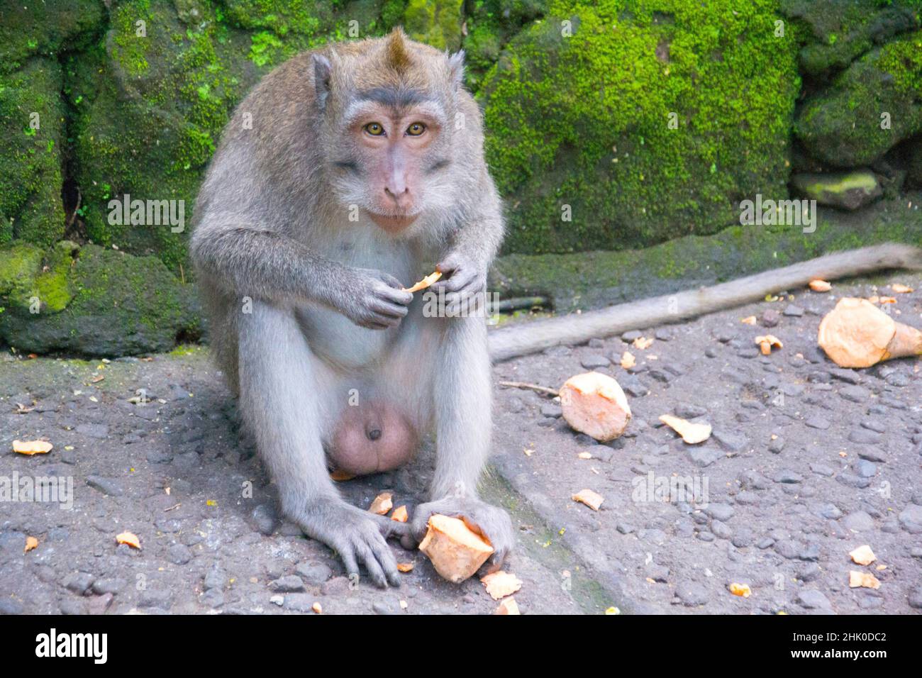Monkey forest ubud bali hi-res stock photography and images - Alamy