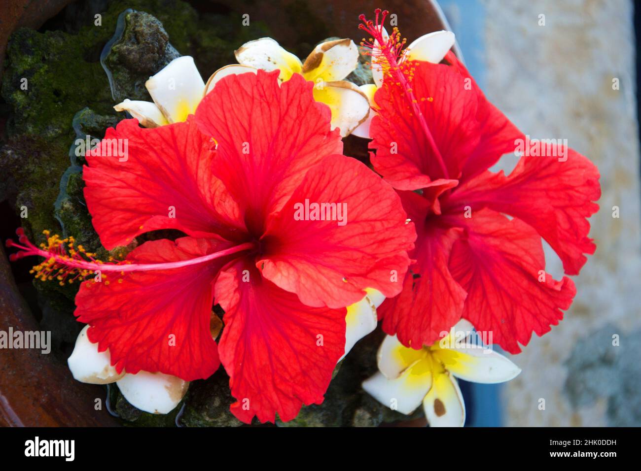 Red hibiscus flower Stock Photo - Alamy