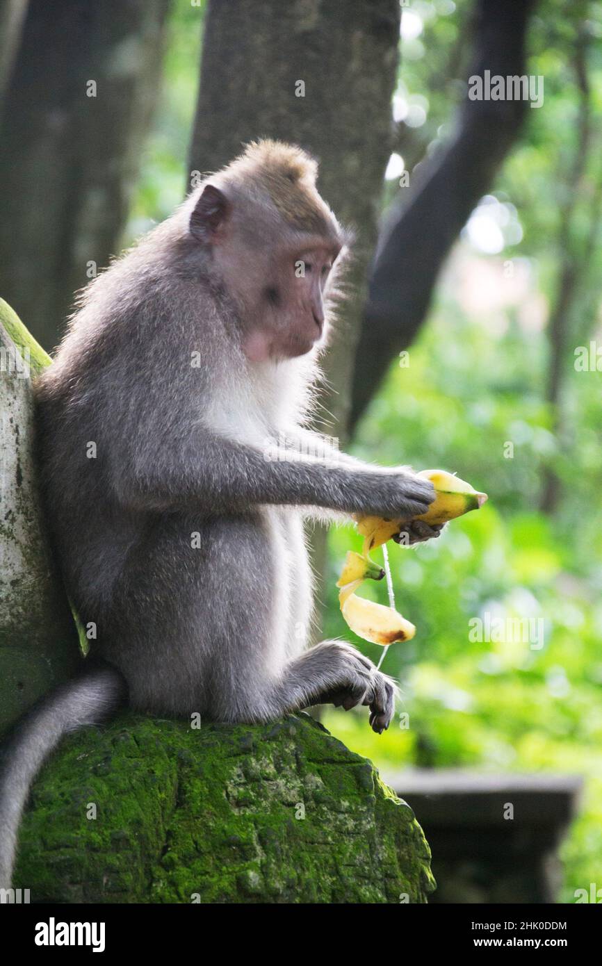 Indonesia primate hi-res stock photography and images - Alamy