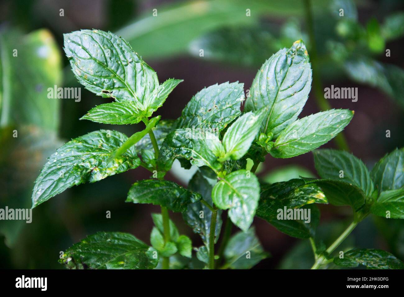 Brandy mint hi-res stock photography and images - Alamy