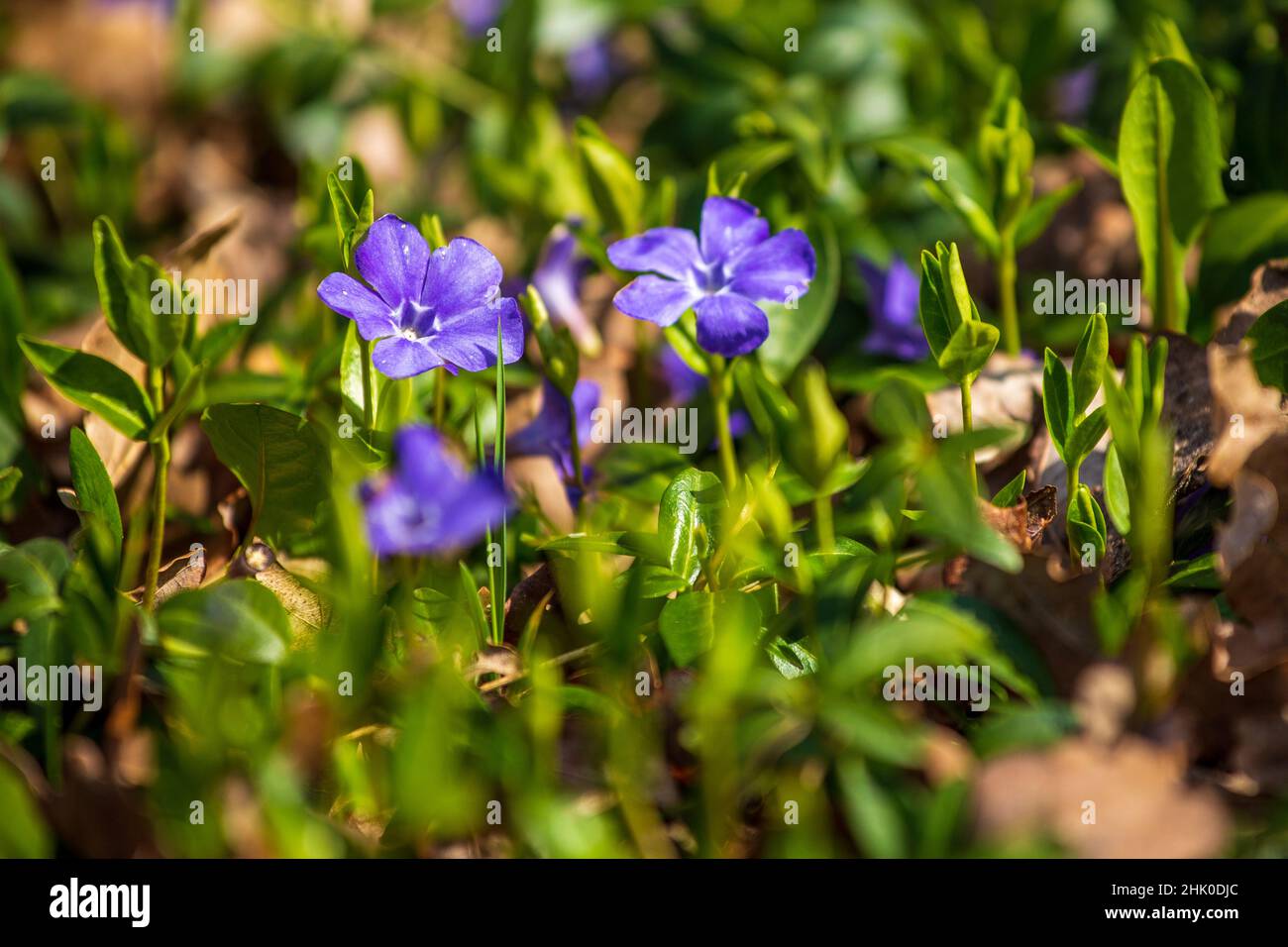 Background with Vinca major, or bigleaf periwinkle. large periwinkle ...
