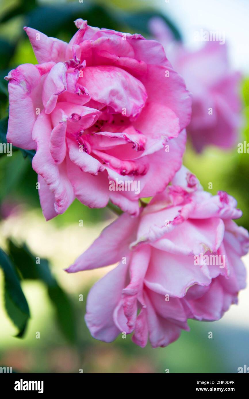 Rose, queen elizabeth hi-res stock photography and images - Alamy