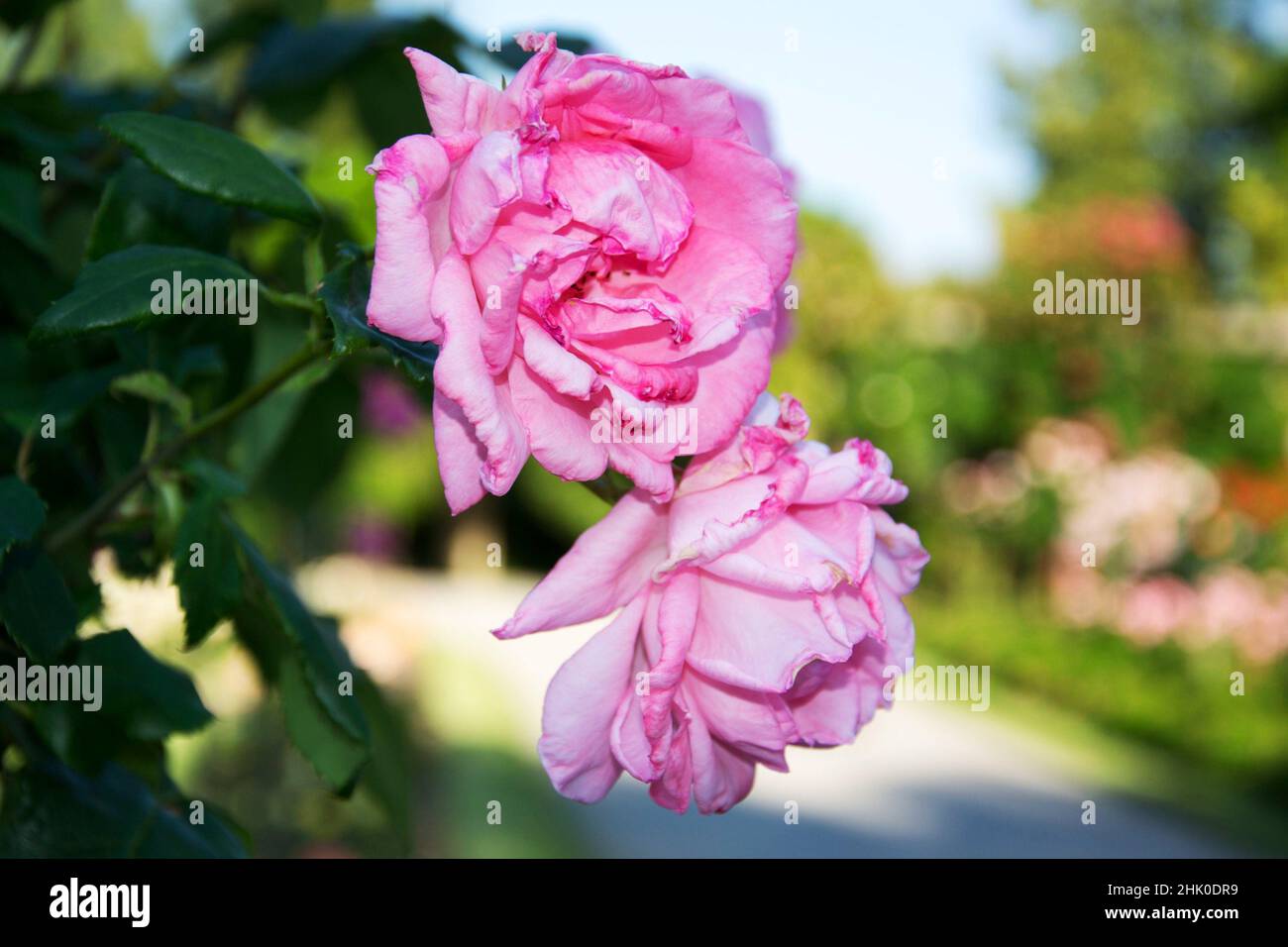 Queen Elizabeth rose Stock Photo - Alamy