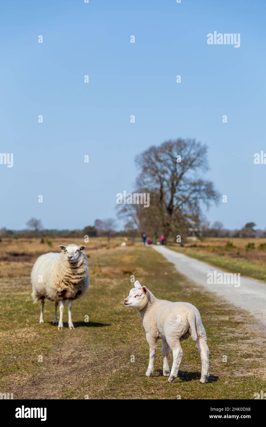 Landscape of Dutch nature park with Drenthe sheep and lamb in Drents ...