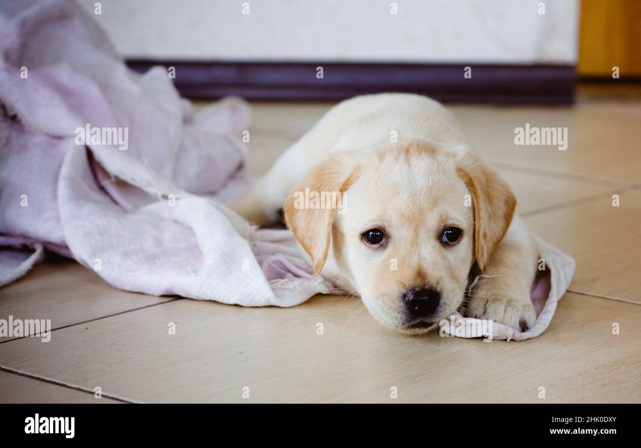 Golden retriever puppy weeks old hi-res stock photography and images ...