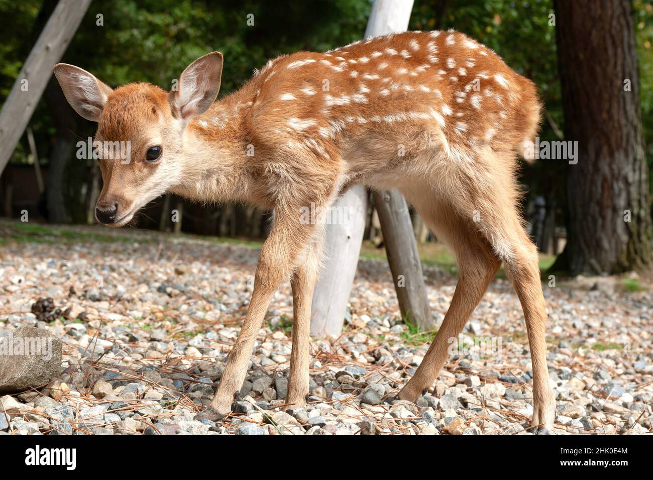 Deer, cub, dam Stock Photo - Alamy