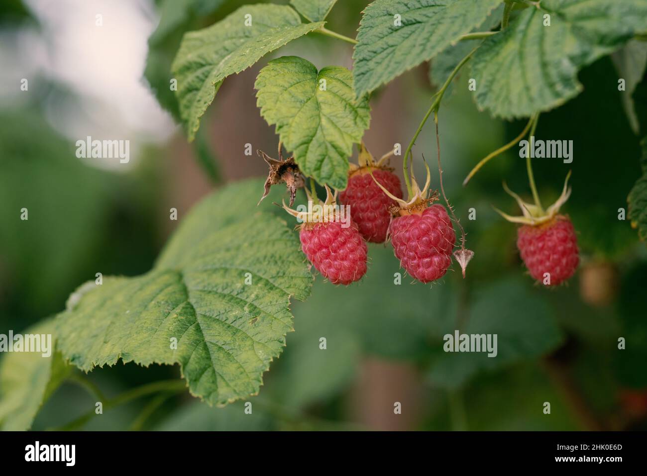 Raspberry hanging on plant hi-res stock photography and images - Alamy