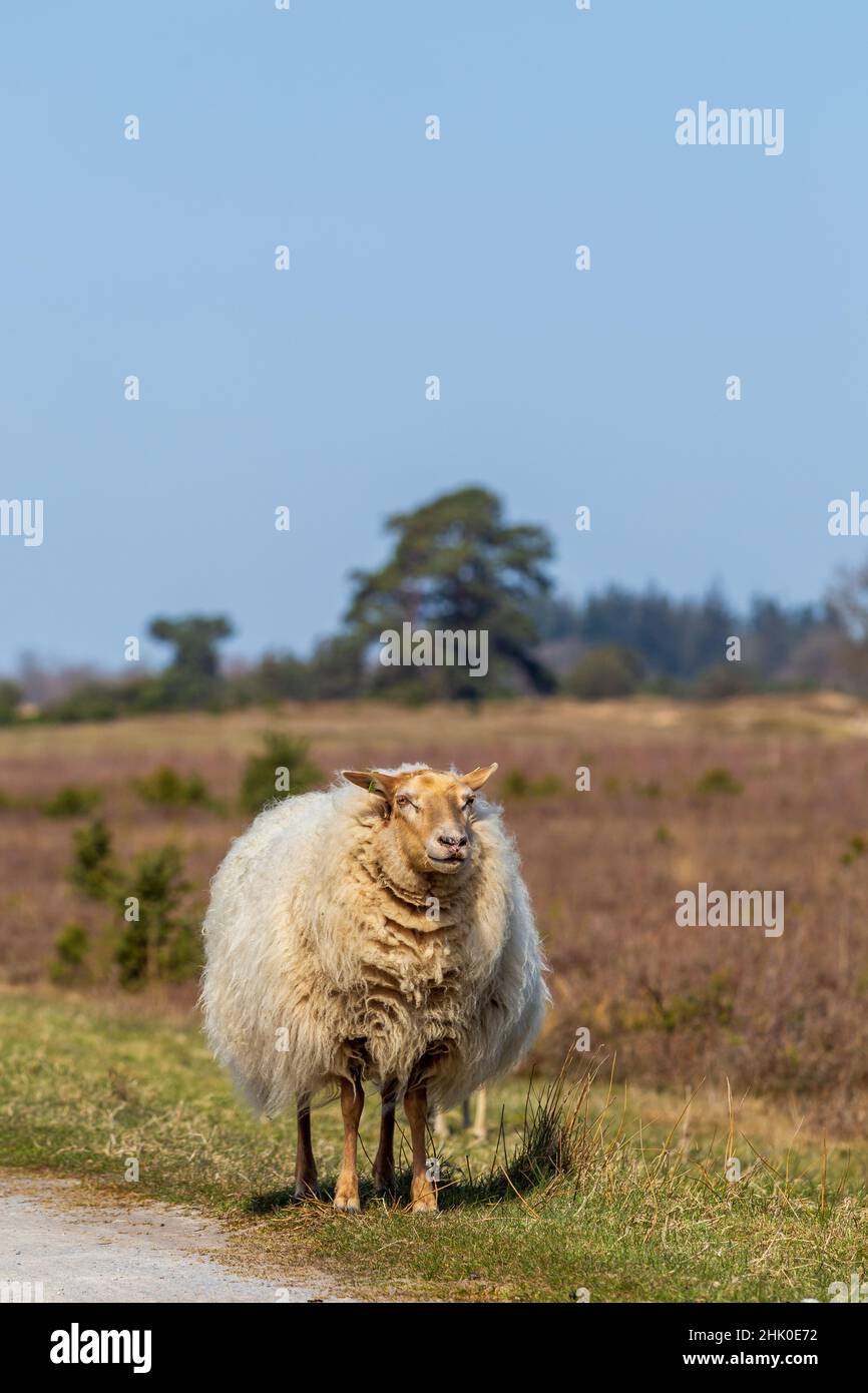 Landscape of Dutch nature park with Drenthe sheep and lamb in Drents ...