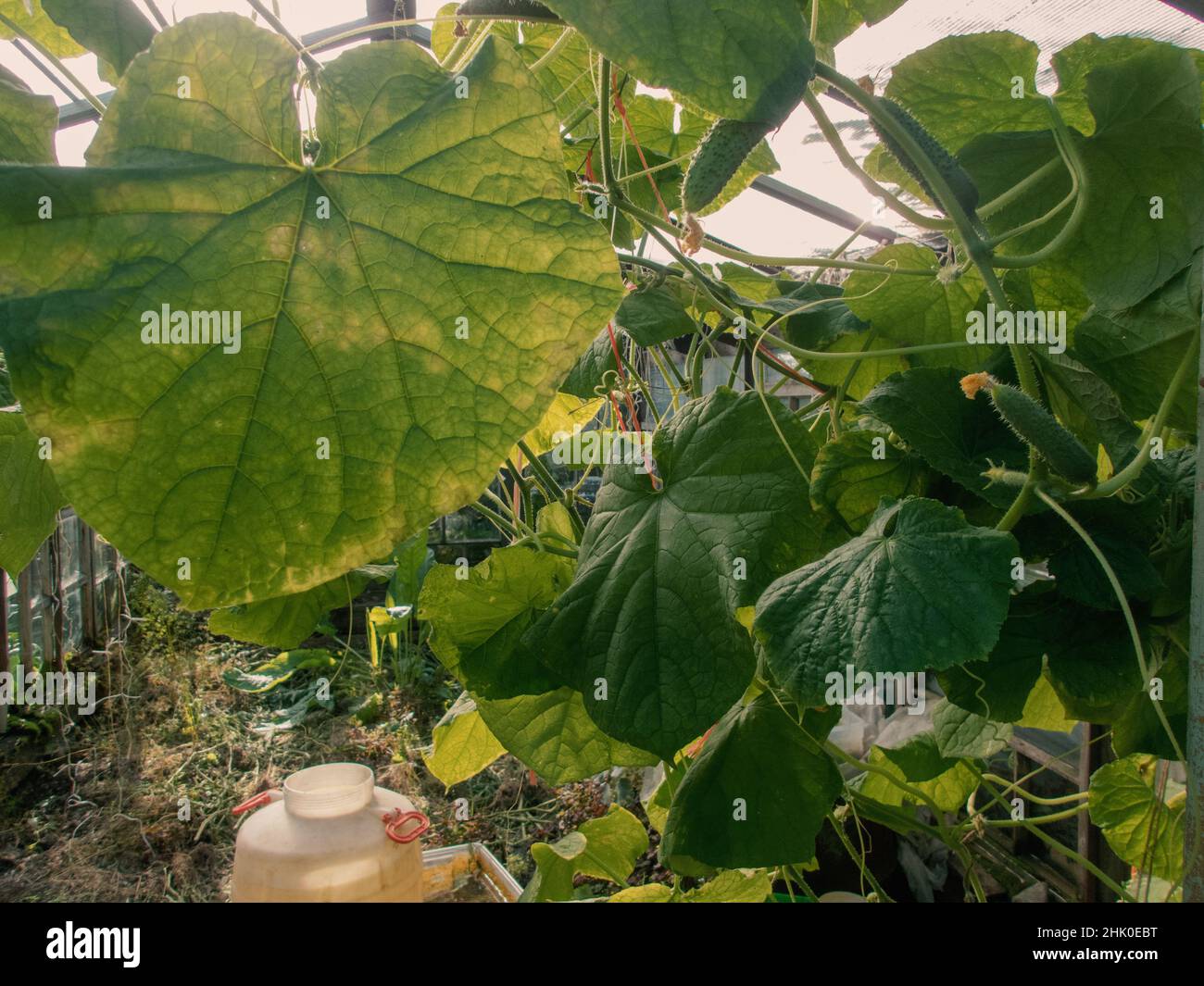 Cucumbers ripen in a rustic old greenhouse Stock Photo - Alamy