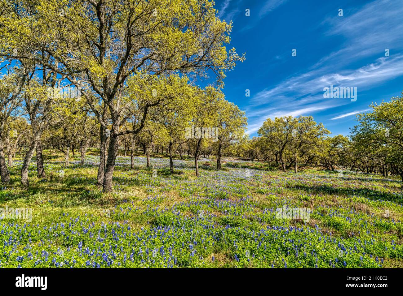 Wildflowers at a ranch in Texas Stock Photo - Alamy