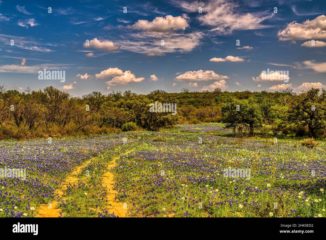 Spring trees texas hill country hi-res stock photography and images - Alamy