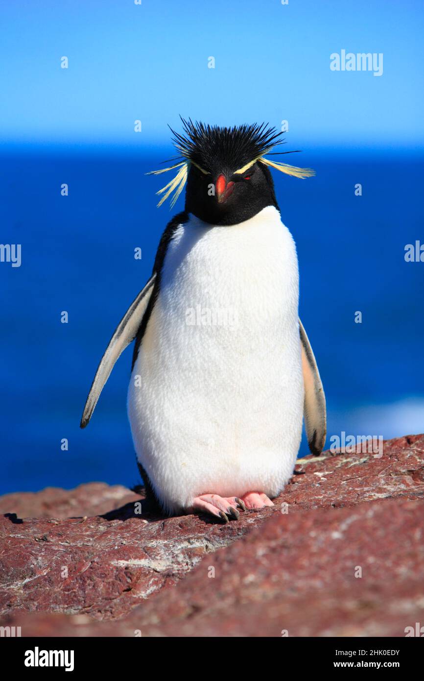 The smallest species of penguin hi-res stock photography and images - Alamy