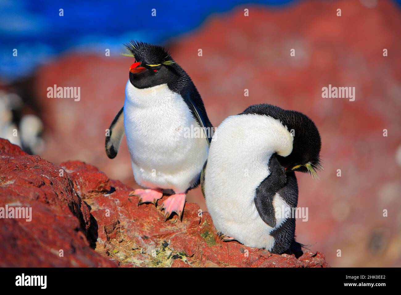 Rockhopper penguin ,eudyptes chrysocome , Patagonia ,Argentina Stock ...