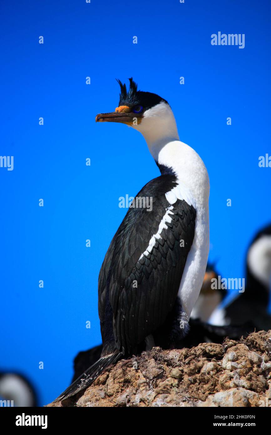 Imperial Shag ,Imperial cormorant ,Patagonia Argentina Stock Photo - Alamy
