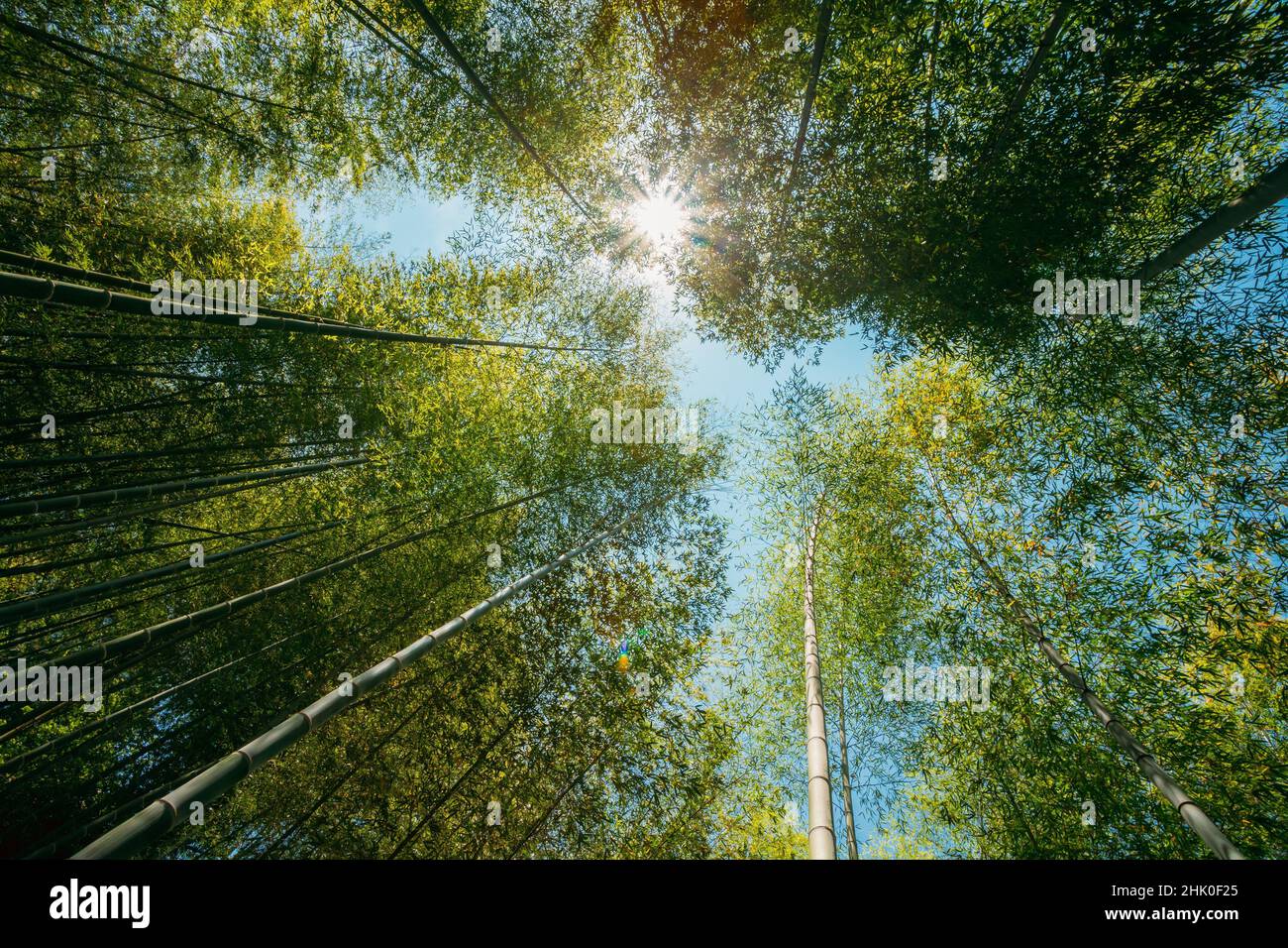Bamboo tree canopy hi-res stock photography and images - Alamy