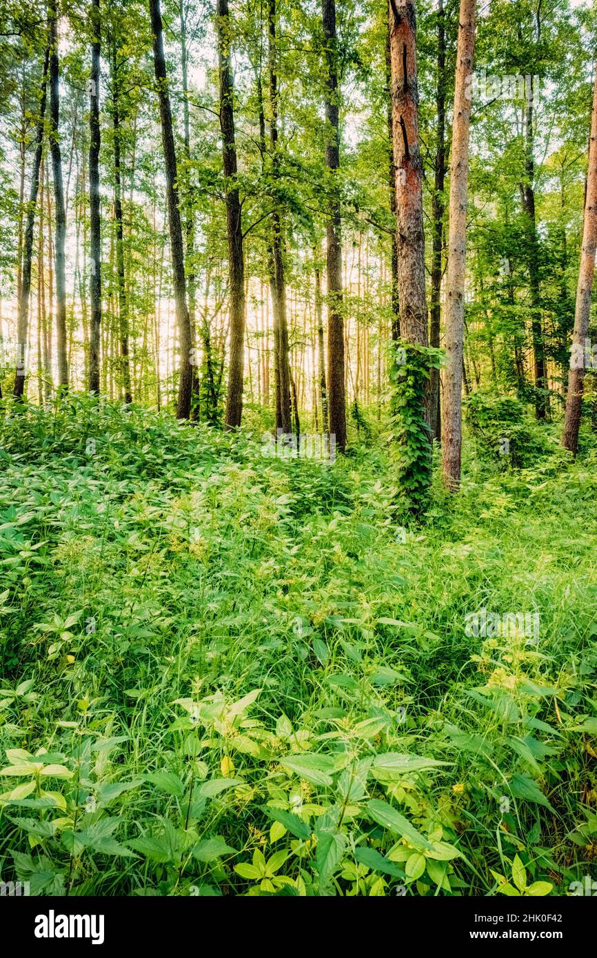 Mixed evergreen forest hi-res stock photography and images - Alamy
