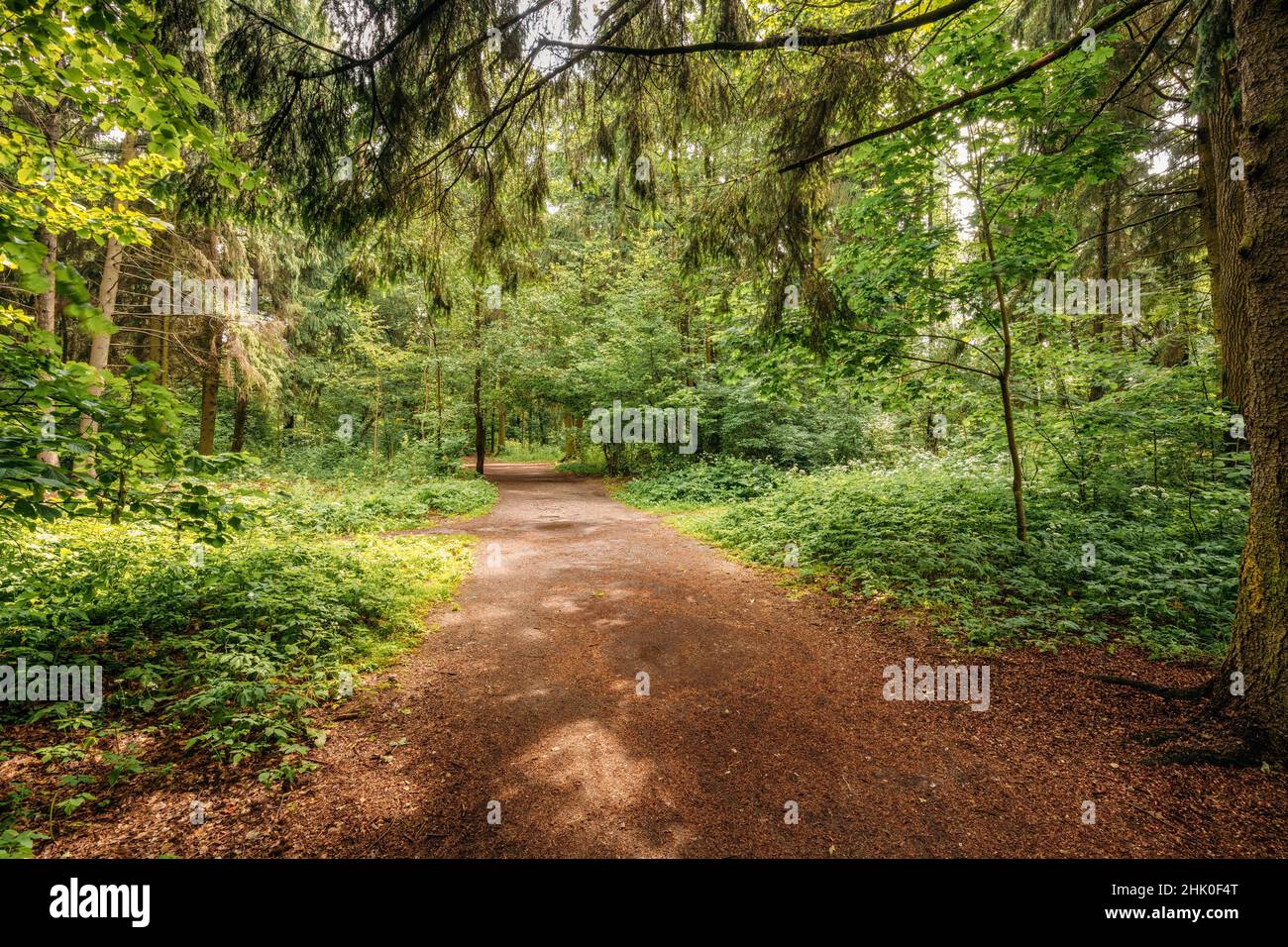 Beautiful Landscape Of Summer Mixed Forest, Park. Path Lane Walkway Way ...