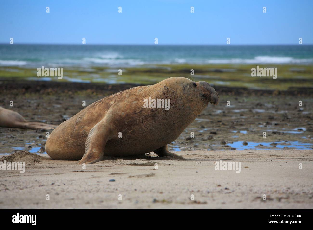 Molting southern elephant seal hi-res stock photography and images - Alamy