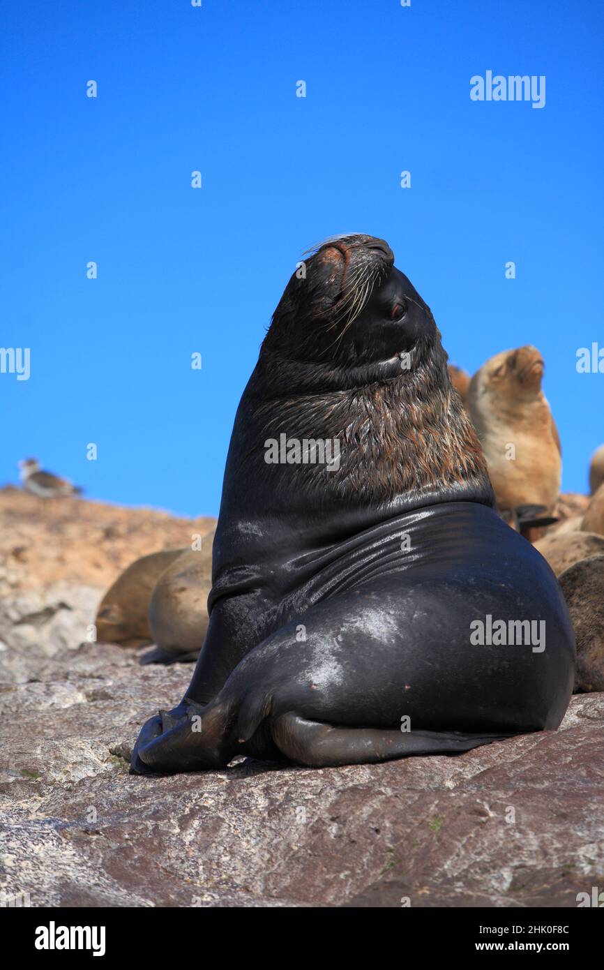 Sea seals , sea Lion , Patagonia , Argentina Stock Photo - Alamy