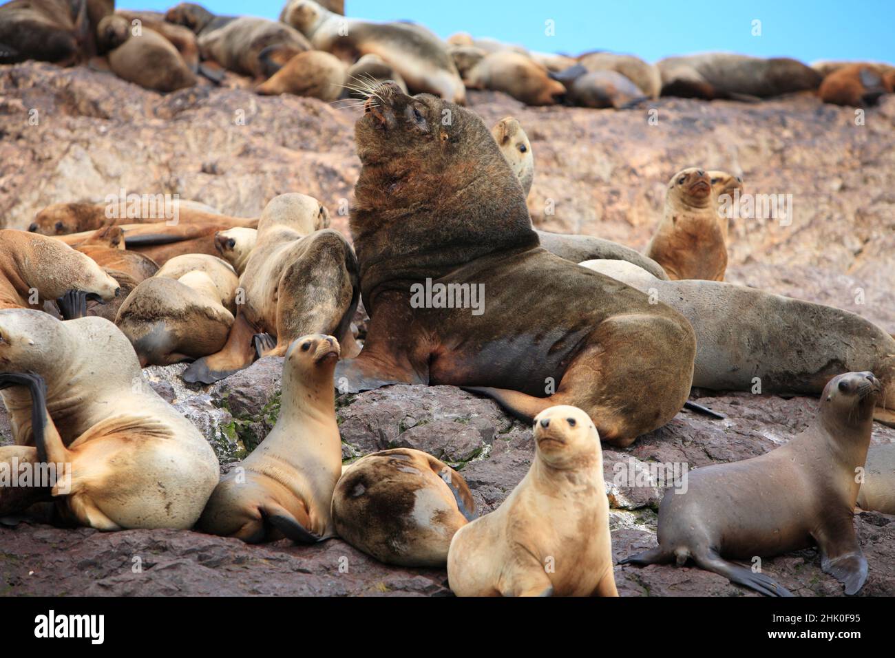 Sea seals , sea Lion , Patagonia , Argentina Stock Photo - Alamy