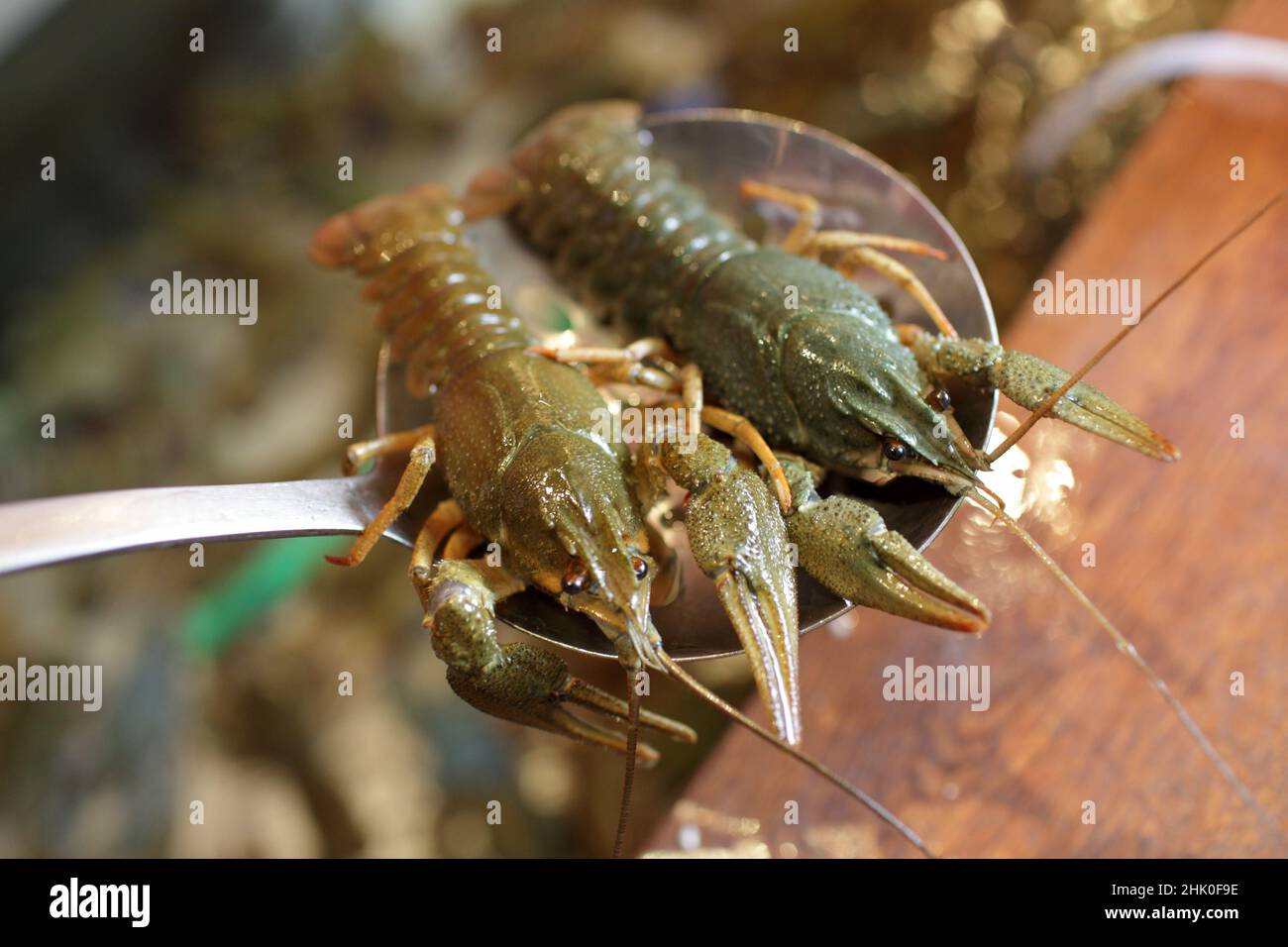 These are two crawfishs on the perforated spoon Stock Photo - Alamy